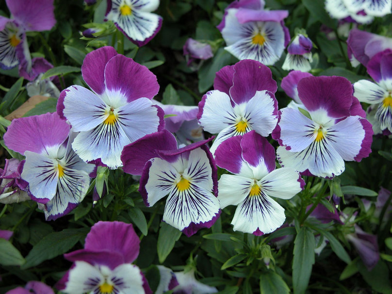 AMOR-PERFEITO, a flor do amor romântico e duradouro.