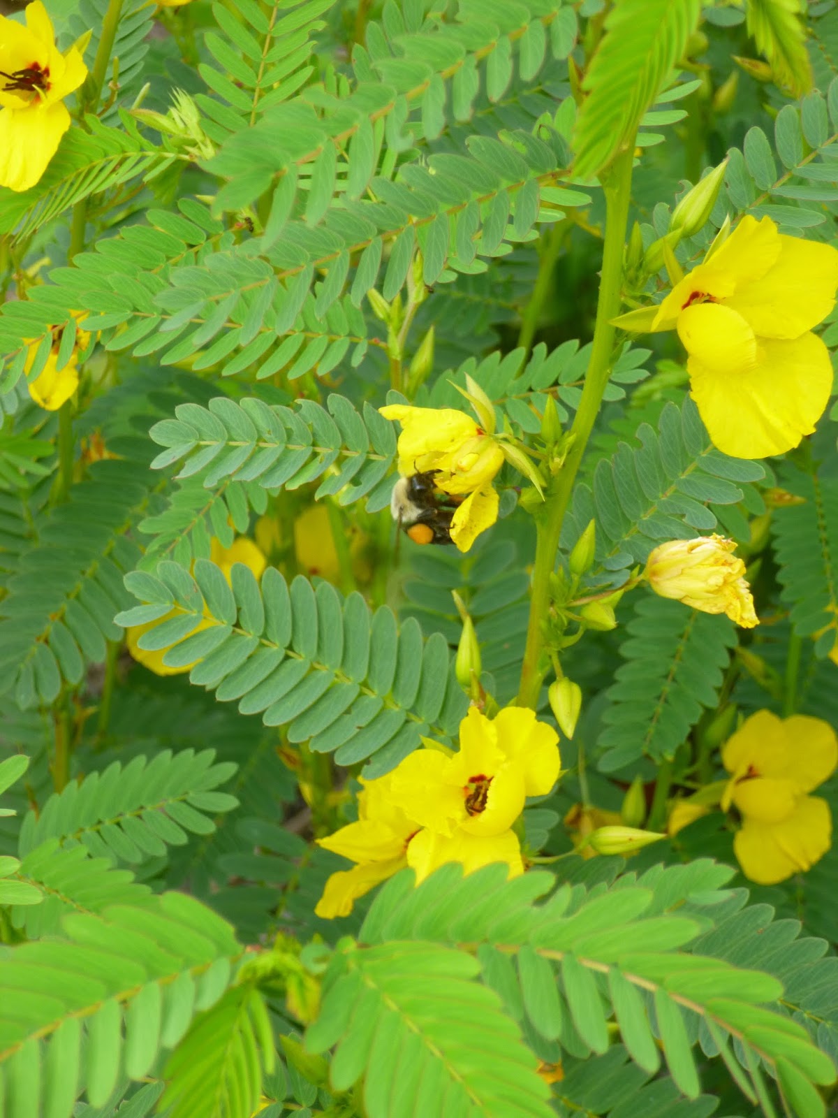 Garden of Aaron: Partridge Pea - One of the Best (Self-Sowing) Annuals ...