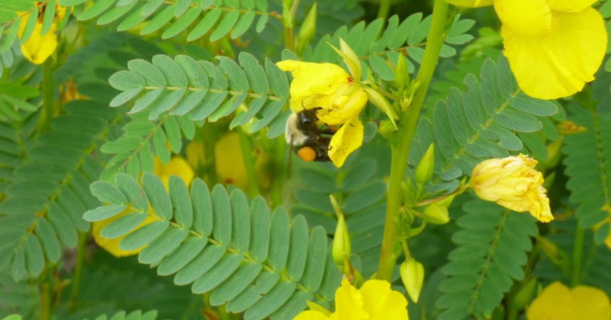 Garden of Aaron: Partridge Pea - One of the Best (Self-Sowing) Annuals ...