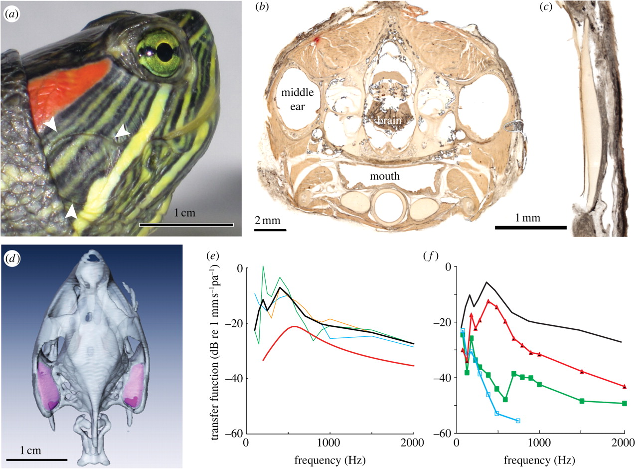 Biomimicry Selangor: The journey of a turtle: Turtle's Anatomy - Ears