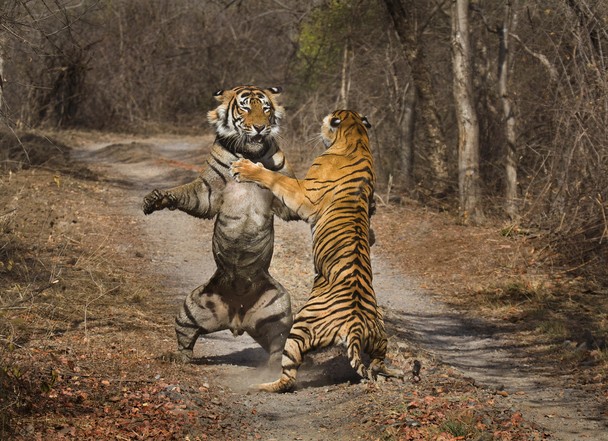 Tamilnadu Tourism: Sathyamangalam Wildlife Sanctuary and Tiger Reserve