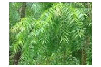 Medicinal Plants: Neem