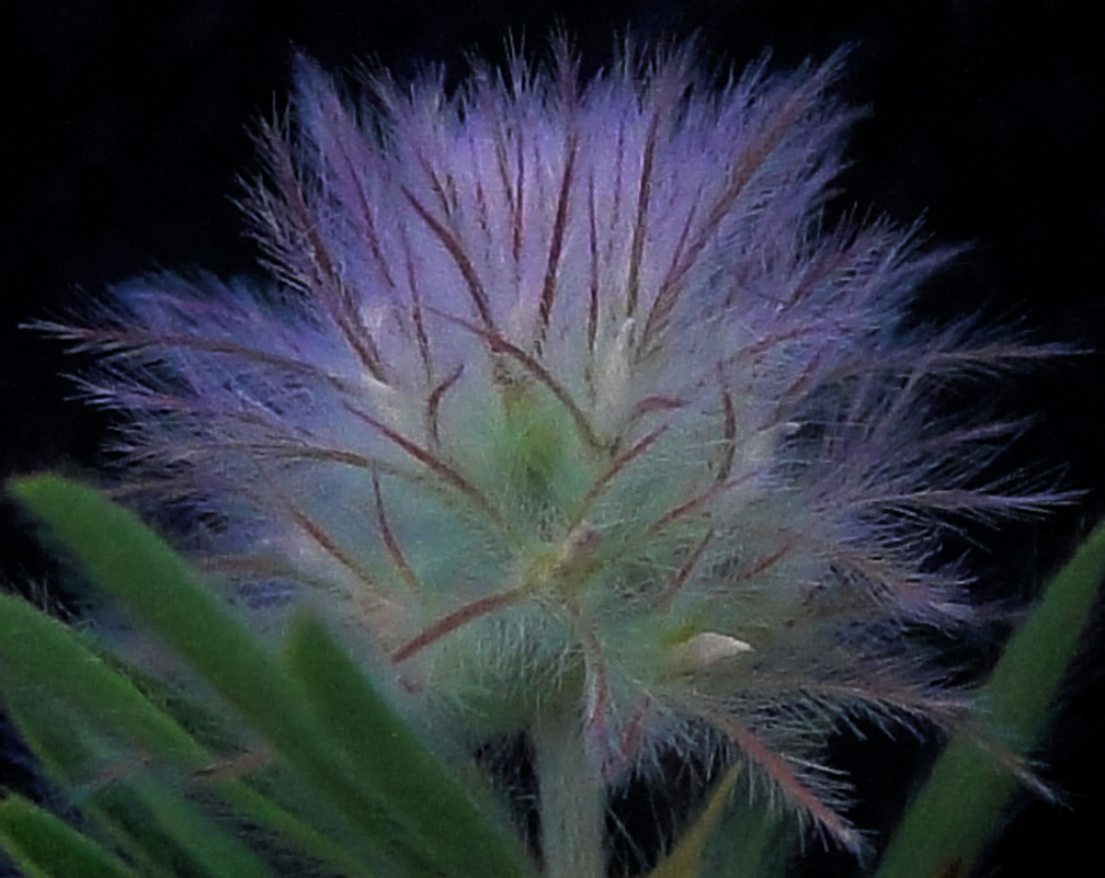 Slatsz' Wildflower Walks 2012 - two: July 17, 2012 - white knapweed ...