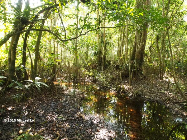 The rainforests of Borneo & Southeast Asia: A freshwater swamp in ...