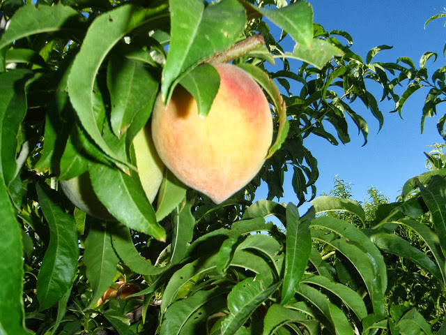 Xtremehorticulture of the Desert: Elberta Peach Fruit Problems is in ...