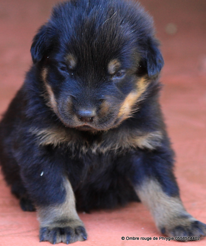 Beauceron, chiots beaucerons, Eleveur landes 40120 : Elevage Ombre ...