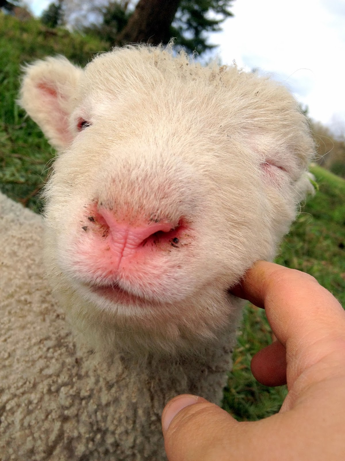 BCxFour: Little Lamb Who Made Thee?