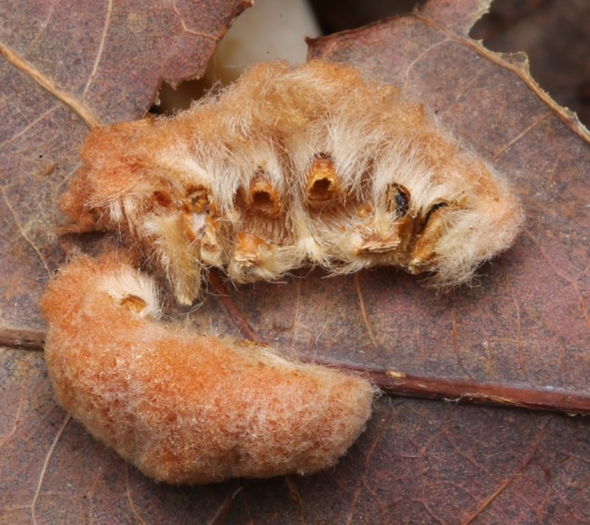 Springfield Plateau: Another Fuzzy Orange Gall