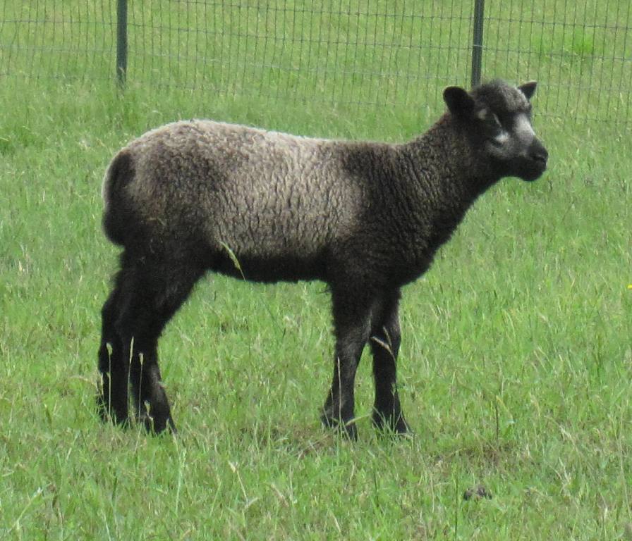 Whispering Pines Farm Registered Shetland Sheep: Lamb Colors
