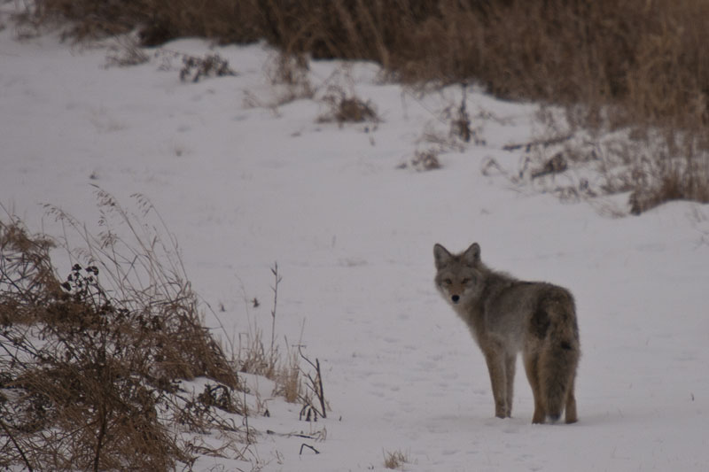 Photography of Ralph Fuchs of St. Albert, Alberta: Wildlife