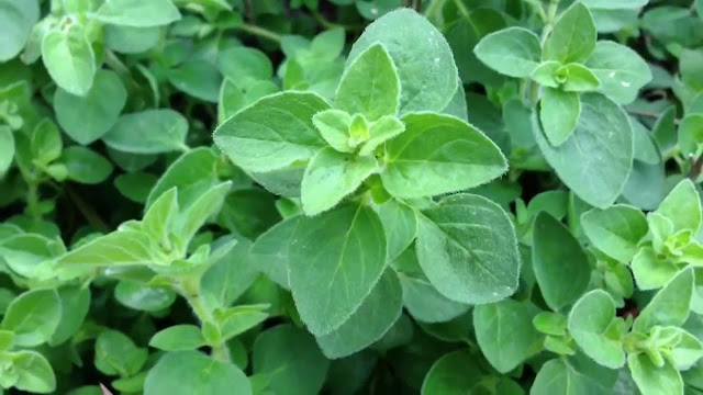 Oregano | AROMATIC HERBS GROWING