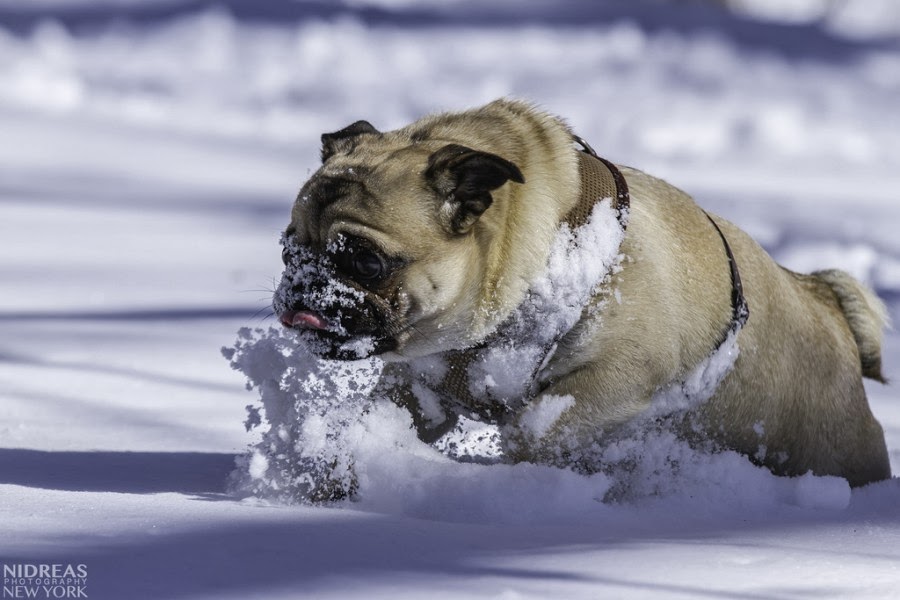 The 24 Cutest Pugs Chilling Out in Snow - Best Photography, Art ...