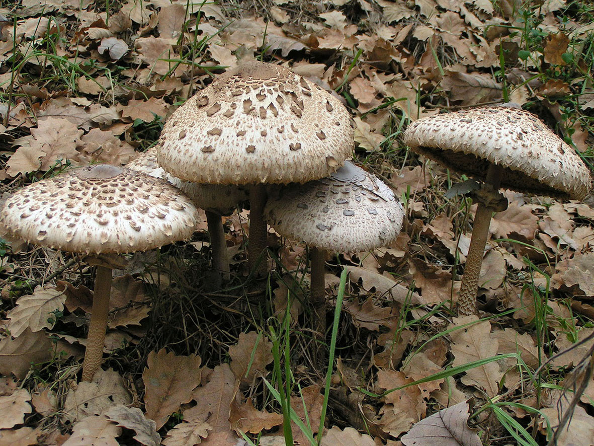 Bolets de Caldes de Malavella: Apagallums