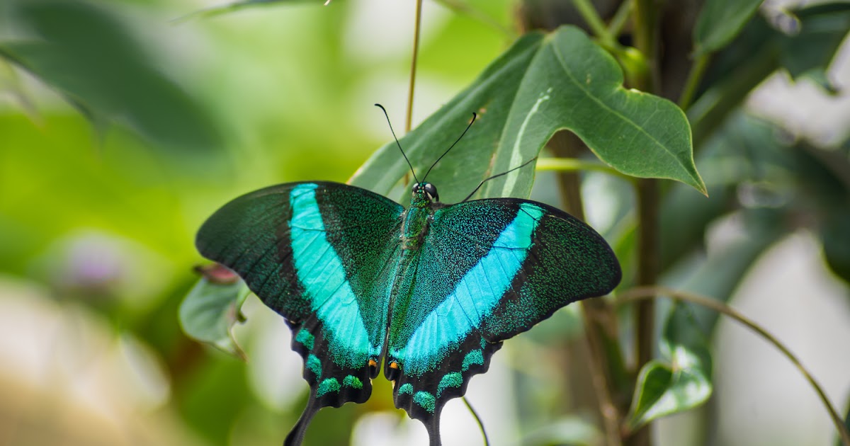MAP Artistic Photography: Photo of the Day: Emerald Swallowtail ...