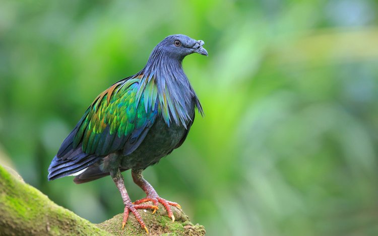 Khám phá về loài bồ câu kỳ lạ bậc nhất thế giới - Ruby Book Origami