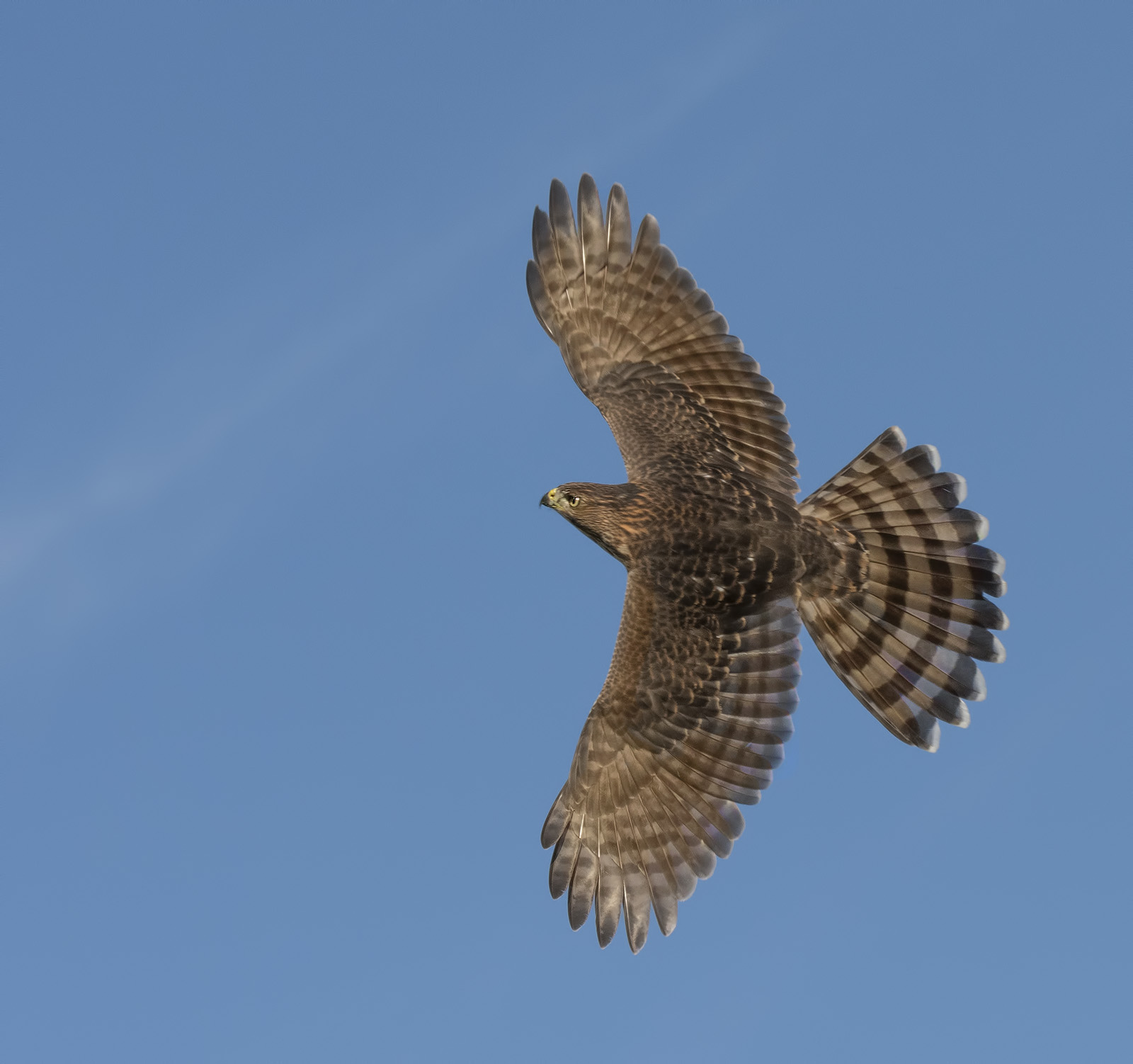 Hawk Identification Tips from every angle (Sharpie vs Cooper and Red ...