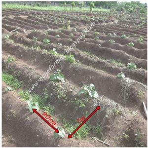 Detailed Guide on how to start profitable Cucumber Farming Venture ...