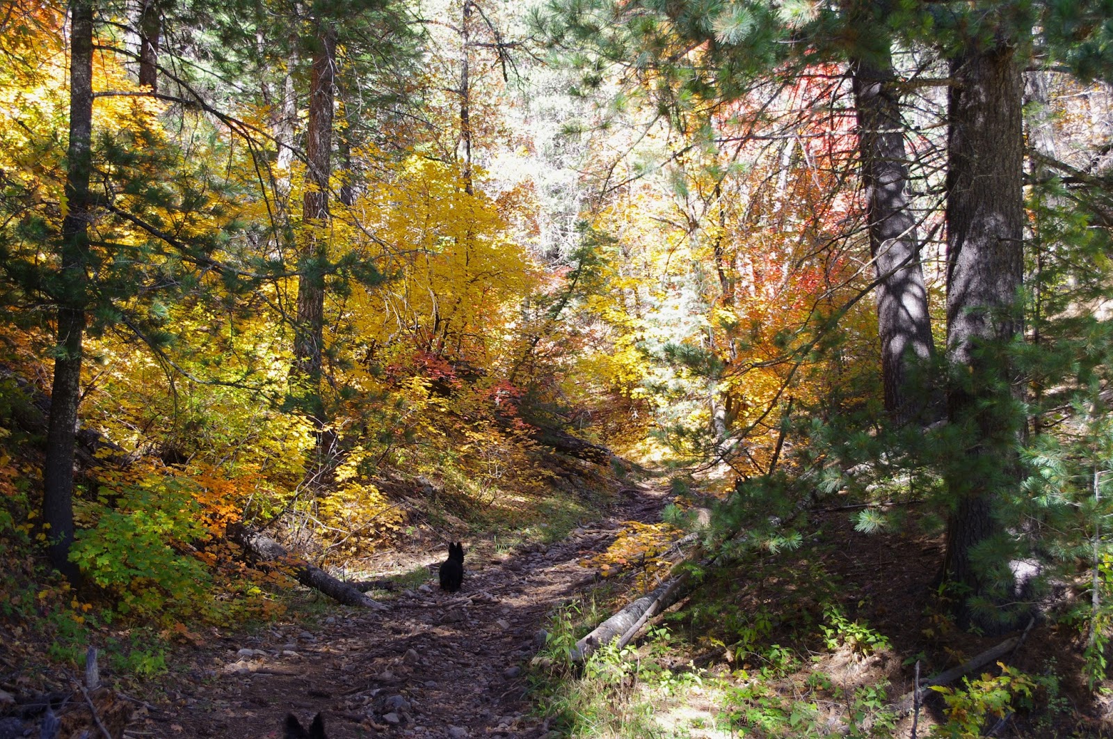 Southern New Mexico Explorer: Apple Tree Canyon Trails( FT 5601,5601A ...