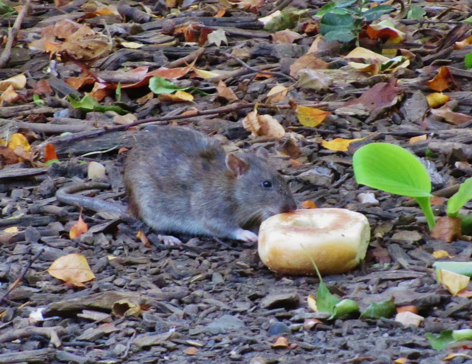 EV Grieve: And now, photos of a rat eating a bagel in Tompkins Square Park