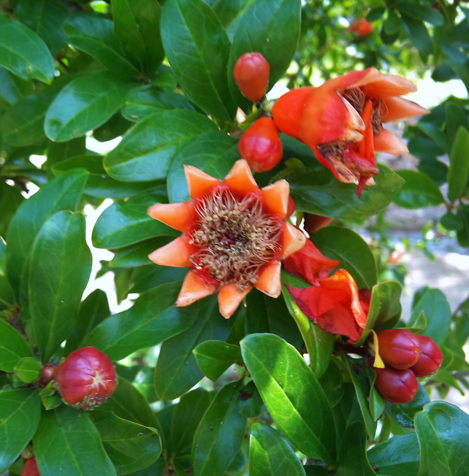 Árboles con alma: Granado. Magraner. (Punica granatum)