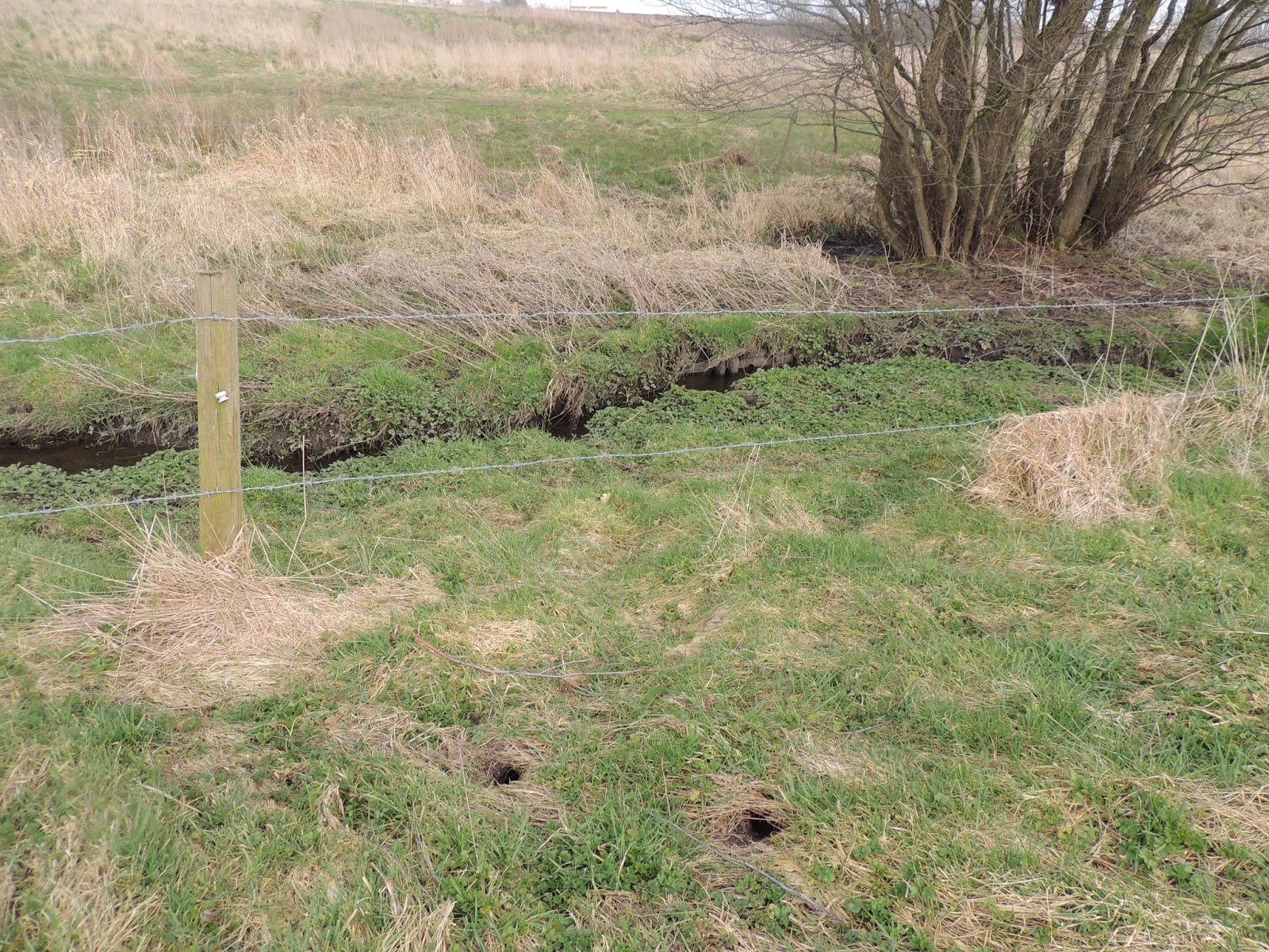 About a Brook: Burrow Bonanza!