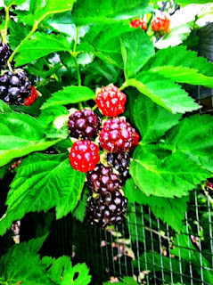 Grow It Now: Bountiful Berries: Part 3 - Boysenberries