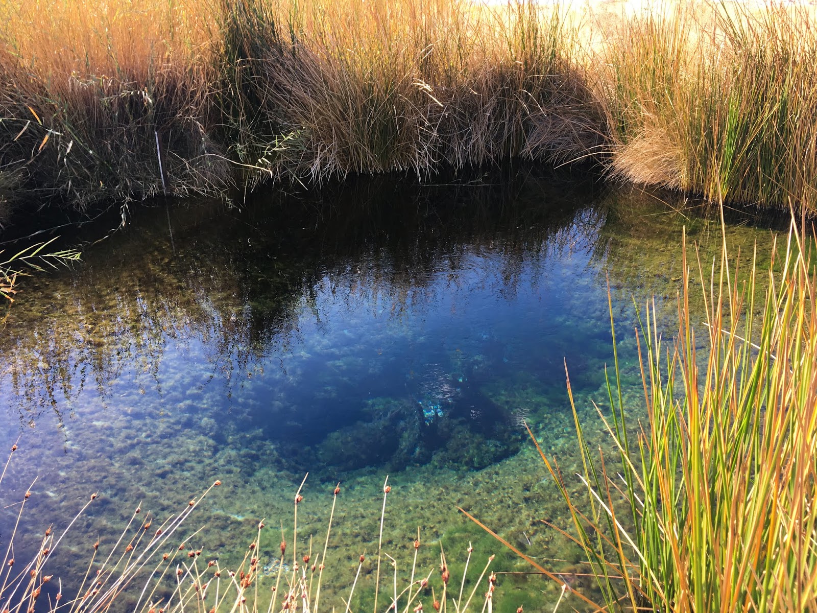 JACKRABBIT SPRING. ASH MEADOWS NATIONAL WILDLIFE REFUGE - ADAM HAYDOCK