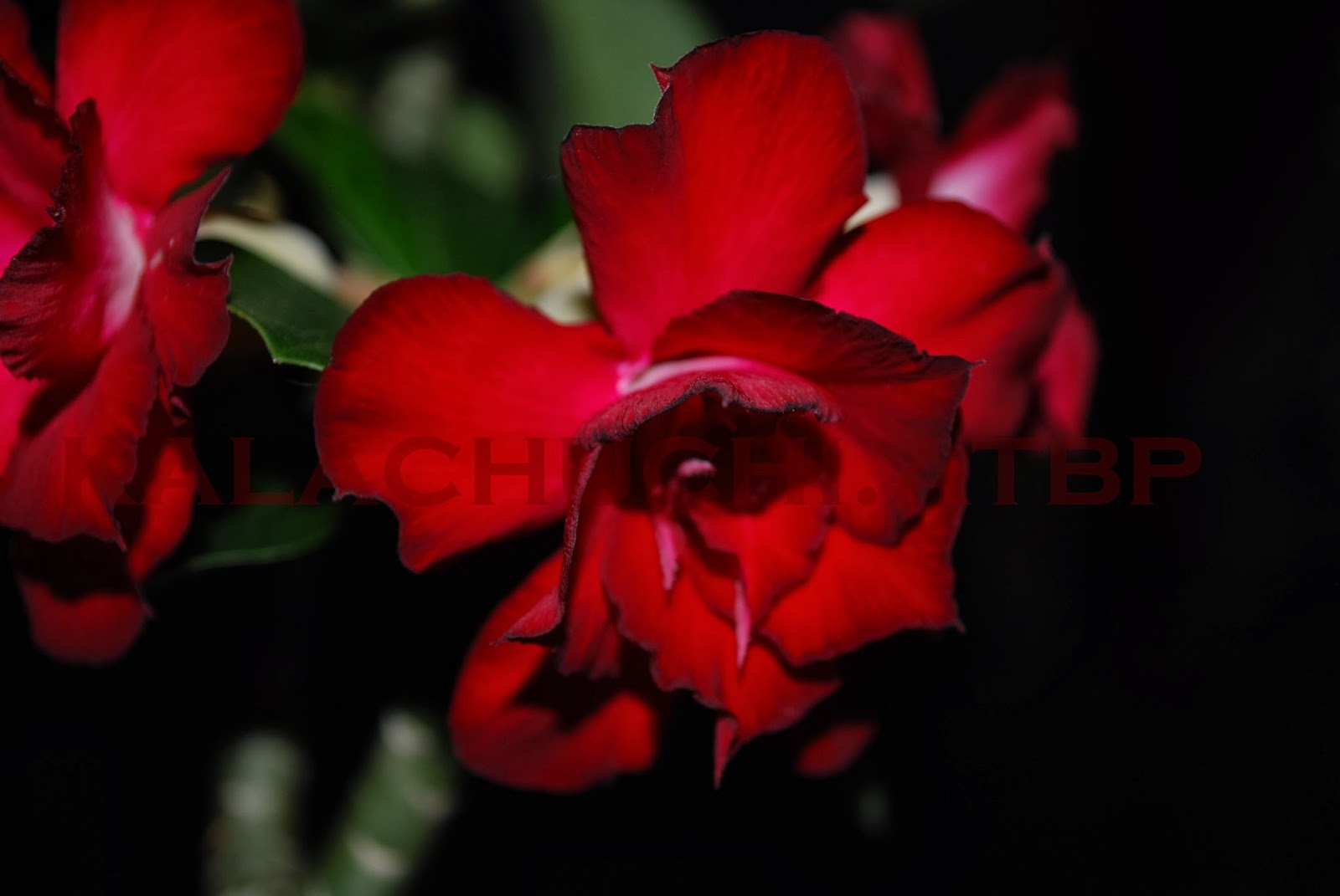Kalachuchi Atbp: Bulaklak!