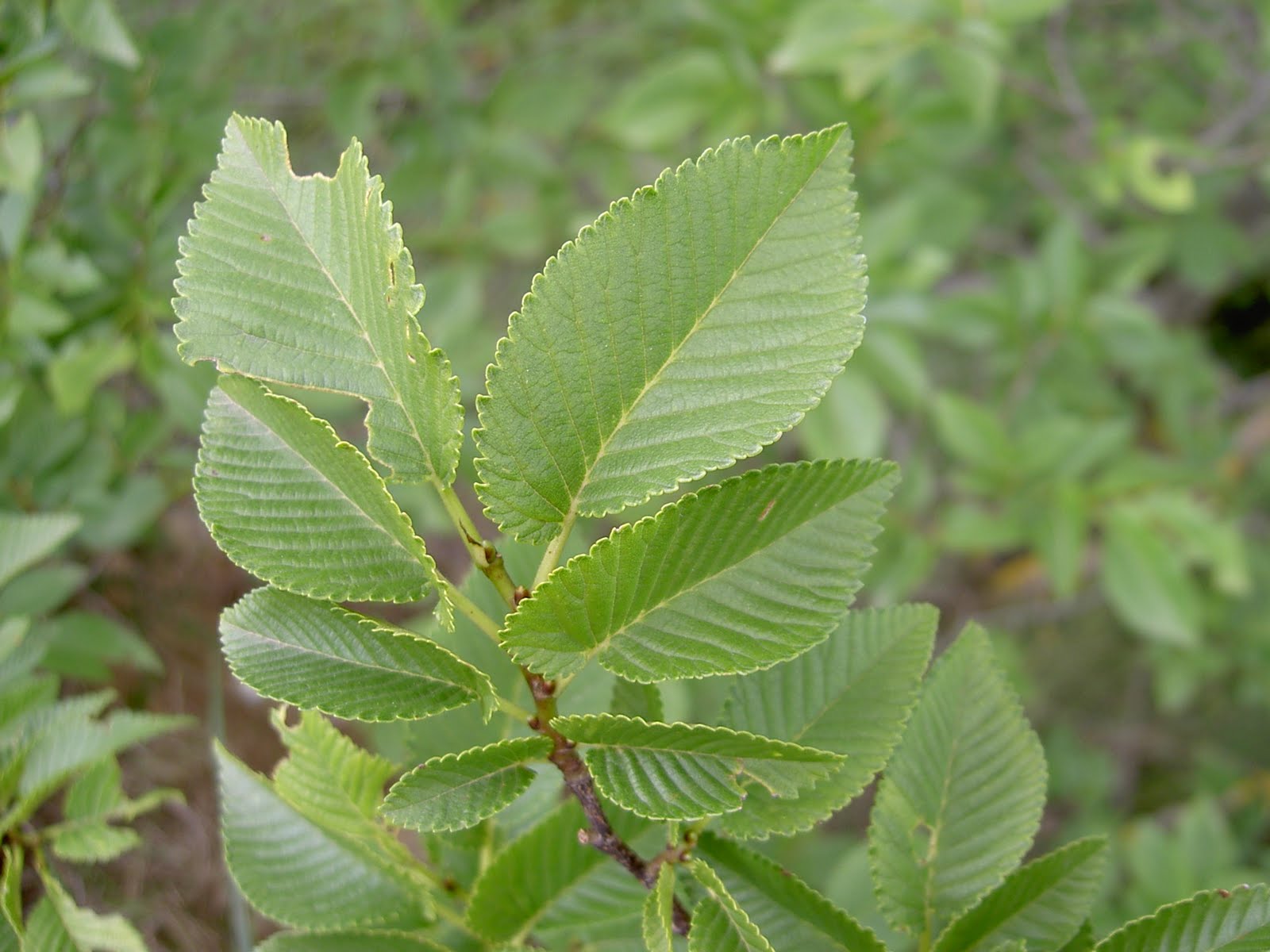 Sentir con Flores de Bach - Pilar Vidal Clavería: El Jardí de les essències