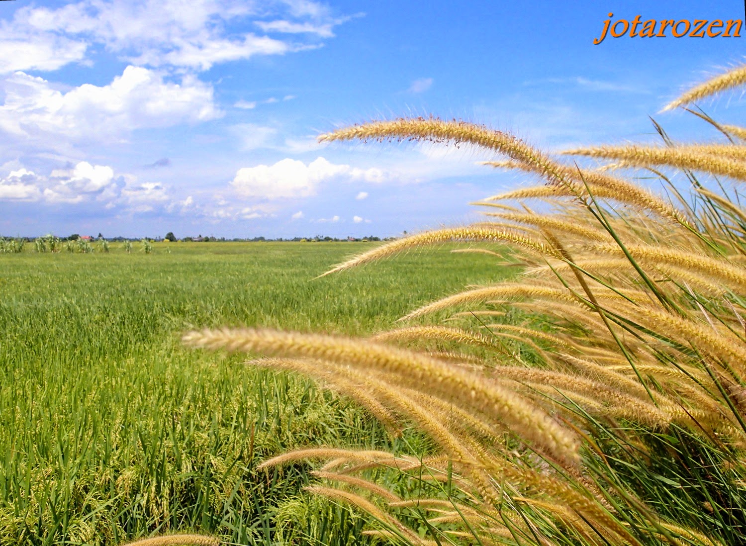 Footsteps - Jotaro's Travels: Gallery : Scenic Sekinchan Padi Fields