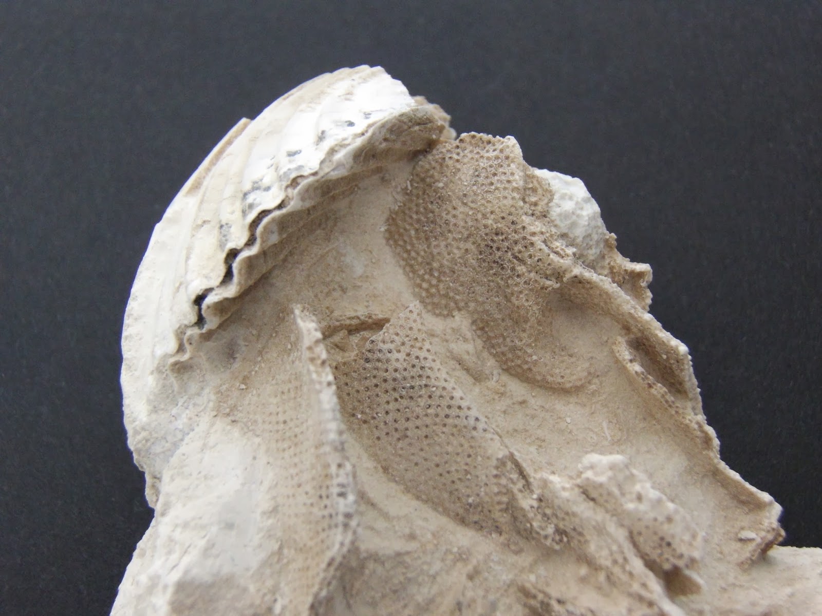 FOSSILES DE CHARENTE-MARITIME ET AUTRES ORIGINES: BIVALVES : pectinidés