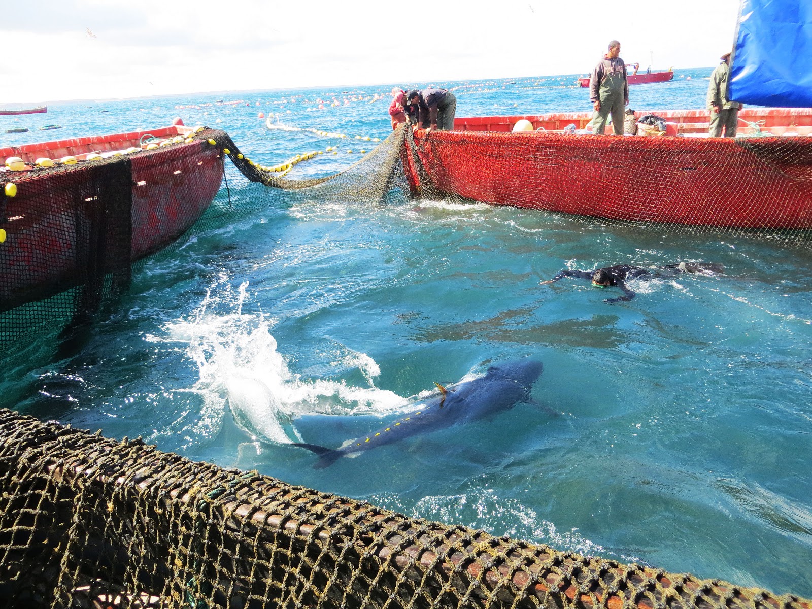 Tag-A-Giant: Tuna trap tagging takes teamwork!