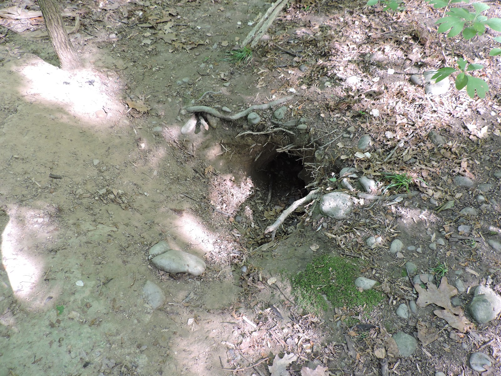 Capital Naturalist by Alonso Abugattas: Red Foxes