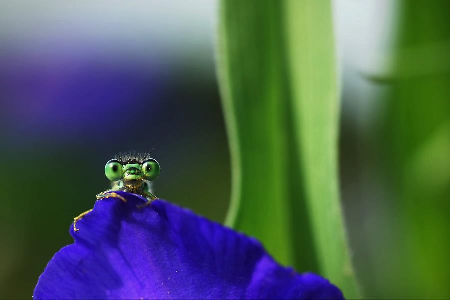 Fotógrafo captura a beleza das Libelinhas | Marte é para os Fracos