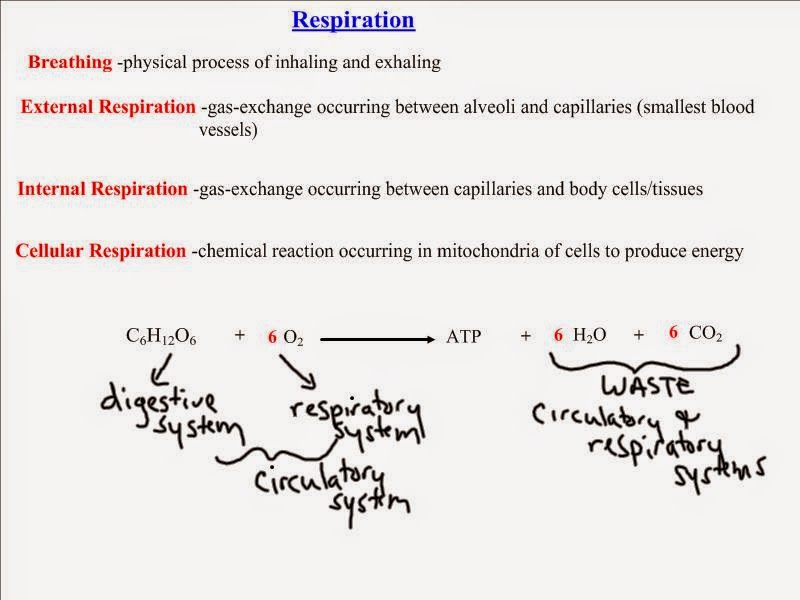 11 Biology: Respiratory System