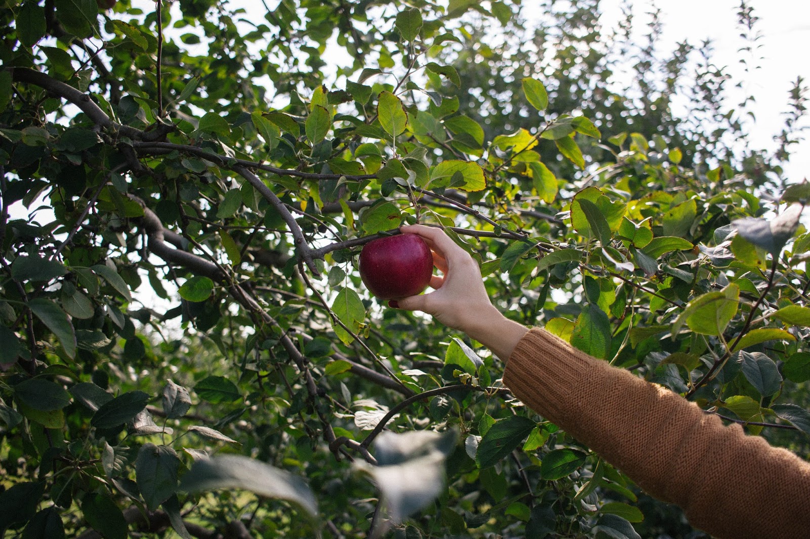 Sunday Afternoon Apple Picking