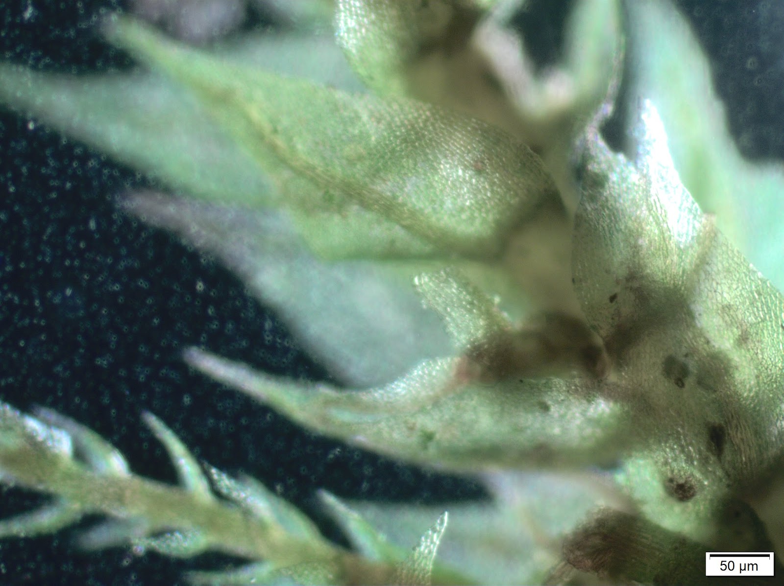 Welcome to the big world of tiny organisms: Species #15: Tangled Thread ...