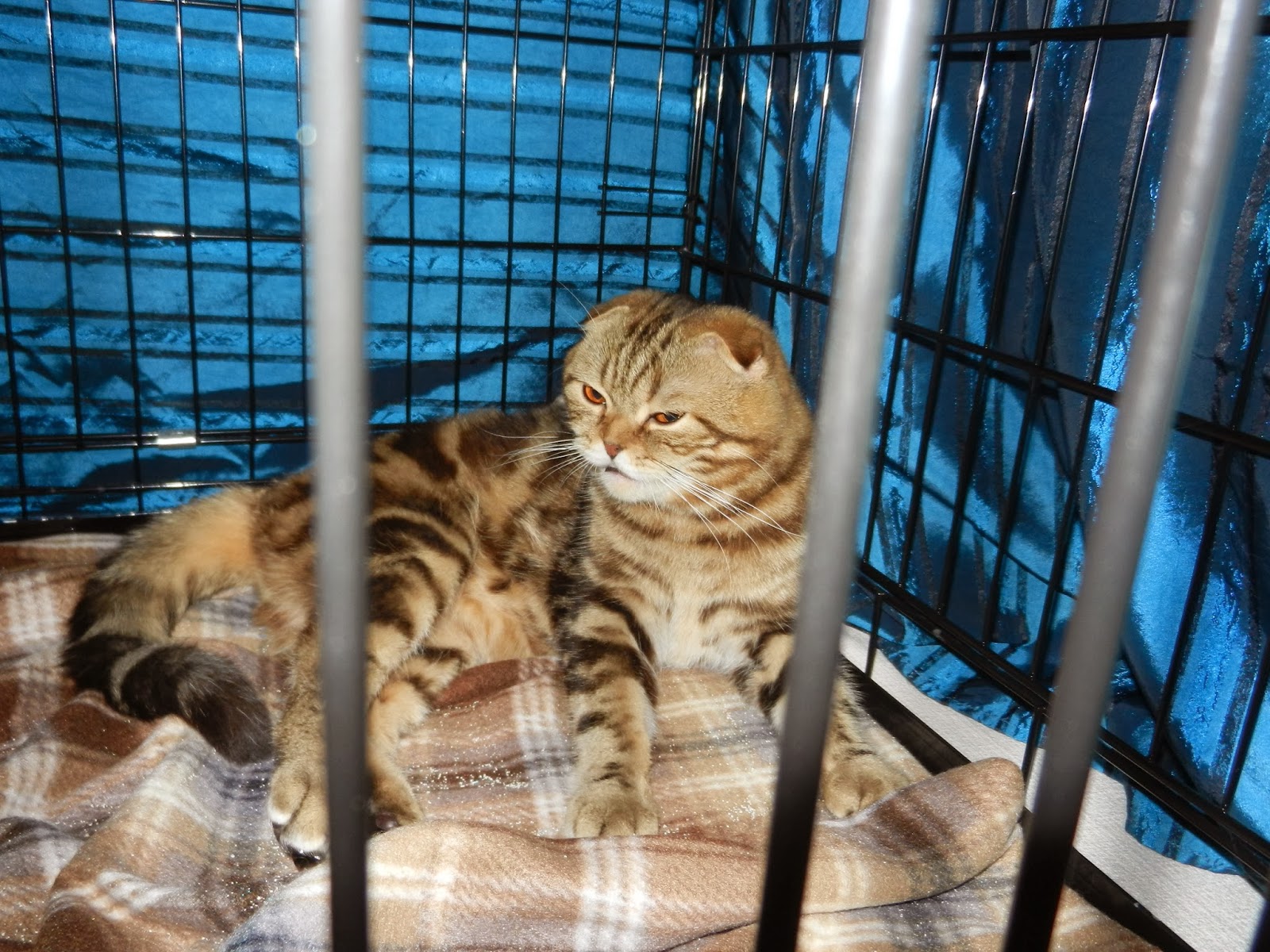 Kuweight 64: KFA CAT SHOW BY KUWAIT CAT CLUB K-CATS