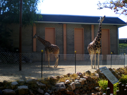 The Crooks in the Lot: Hogle Zoo