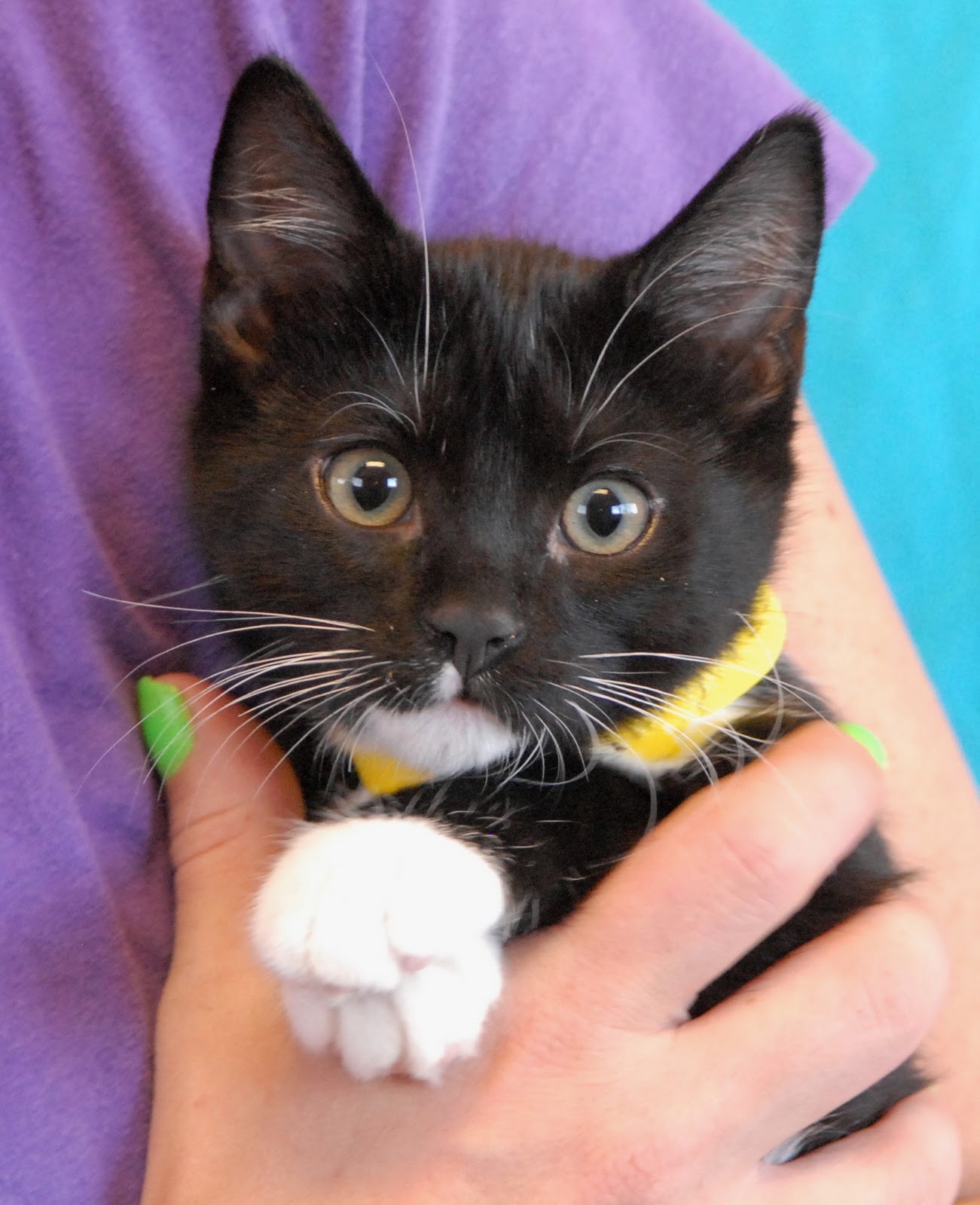 6 adorable kittens now ready for adoption!