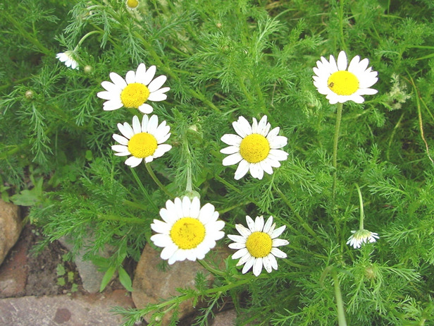 The Herb Hound: CHAMOMILE