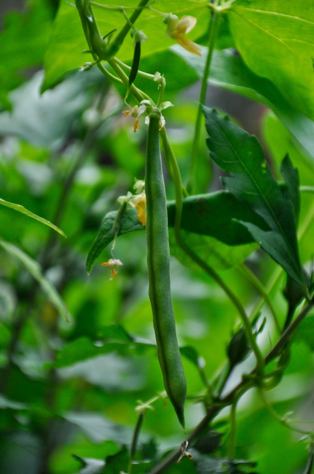 Dikke Sigi - Cooks: Sperziebonen à la Bonne Femme