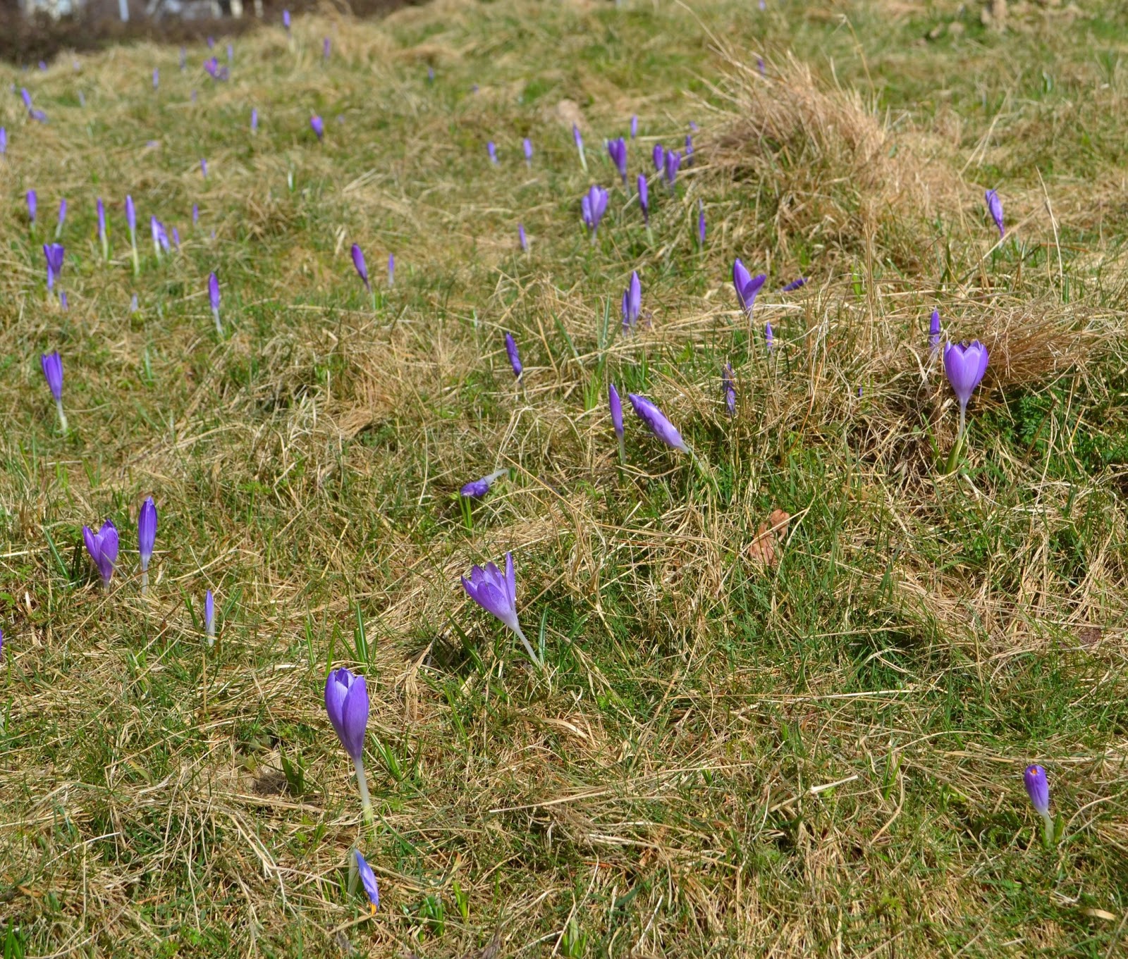 Walks among Flowers: Berkshire: Inkpen Crocus Field and Steventon