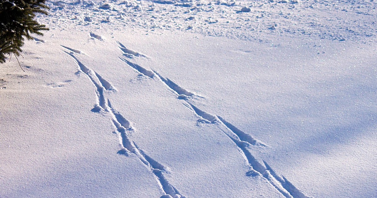 Grandparents Teach, Too: Discovering Fresh Snow Prints