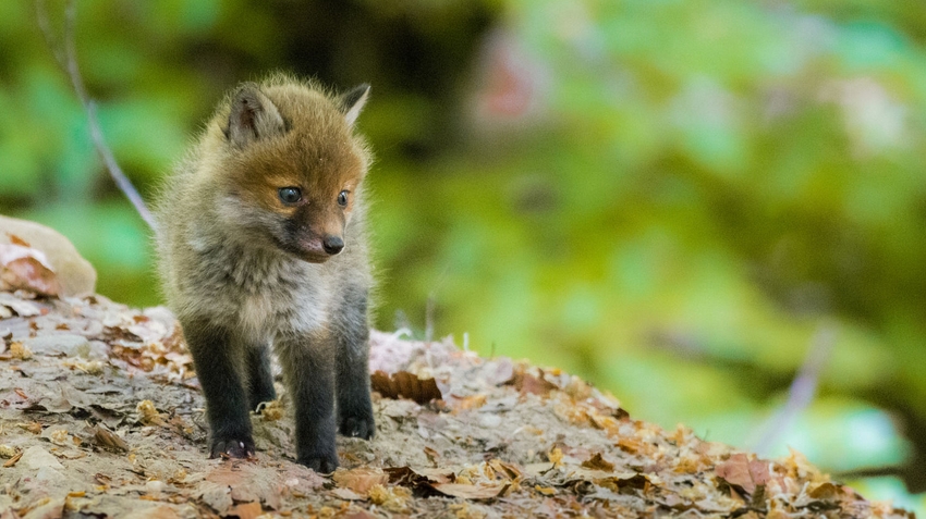 White Wolf : Cute And Wild: These Adorable Baby Foxes Are Just What You ...