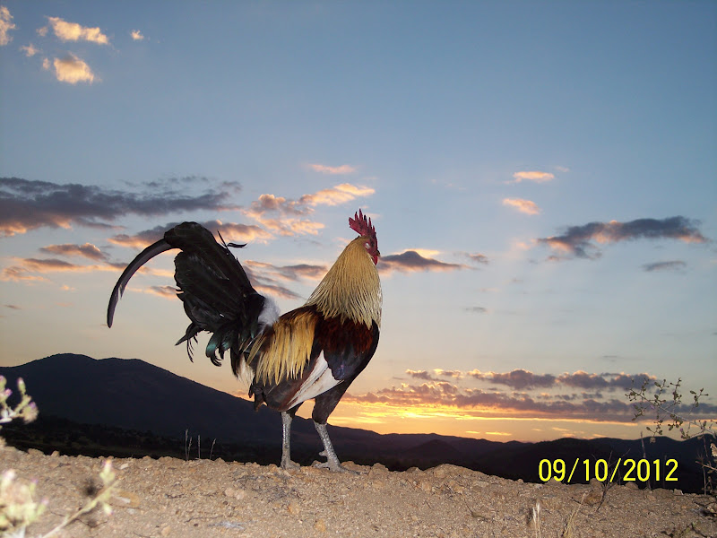 Rancho Giro: Rooster Sunrise