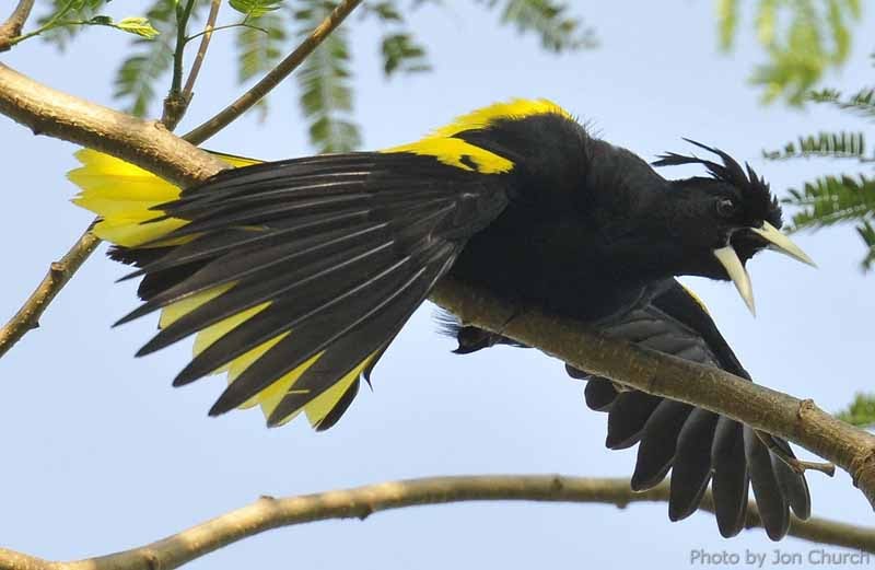 Oaxaca Mexico Wildlife: Oaxaca Wildlife