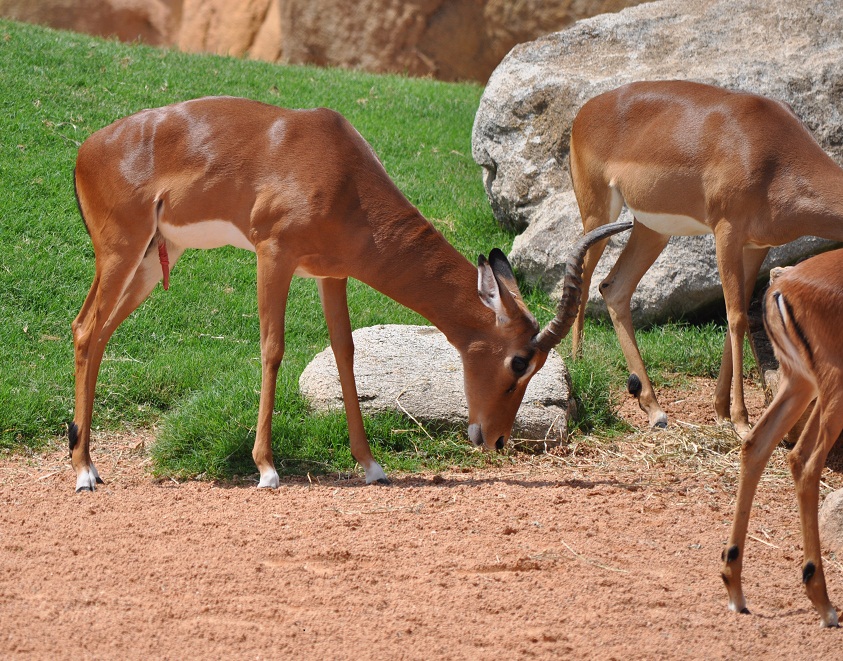 ZOOTOGRAFIANDO (6.100 ANIMALS): IMPALA / COMMON IMPALA (Aepyceros melampus)
