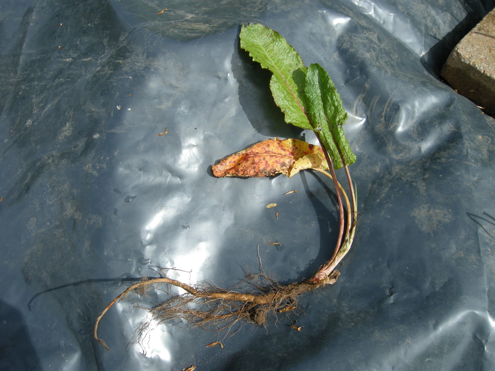 mca: Good weed v's bad weed