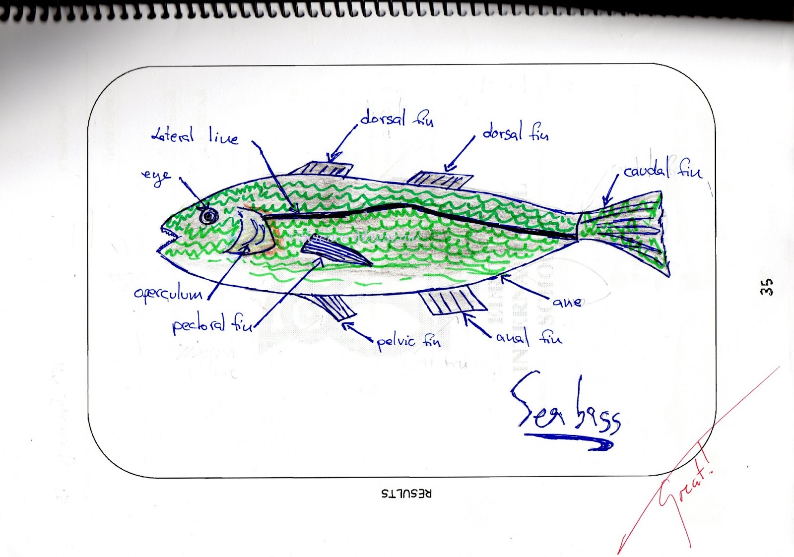 Science Magazine: STUDYING THE ANATOMY OF A FISH